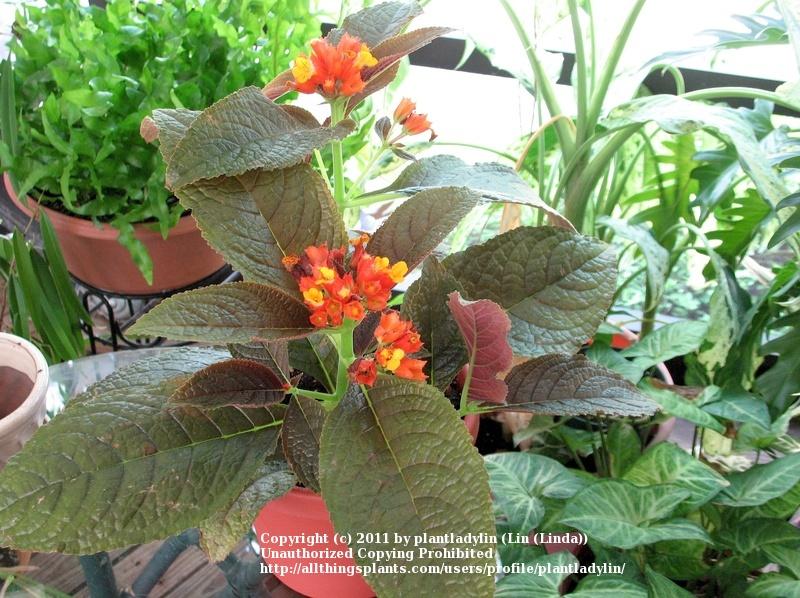 Sunset Bells (Chrysothemis pulchella 'Black Flamingo') - Garden.org