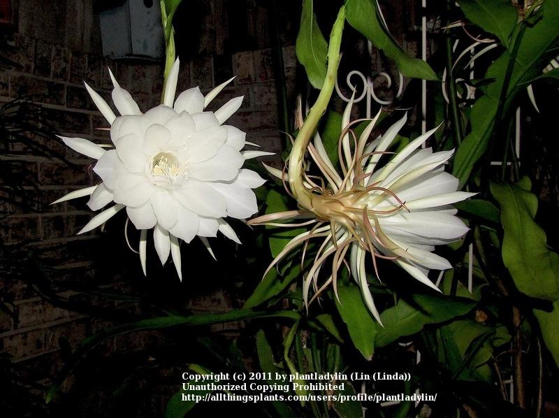 Epiphyllum: Plant Care and Collection of Varieties - Garden.org