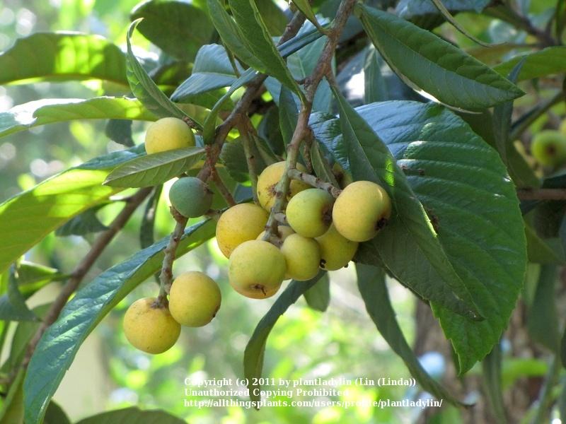 Photo of the fruit of Loquat (Rhaphiolepis bibas) posted by ...