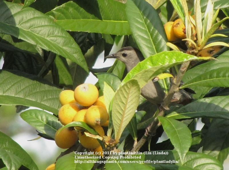 Photo of the fruit of Loquat (Rhaphiolepis bibas) posted by ...