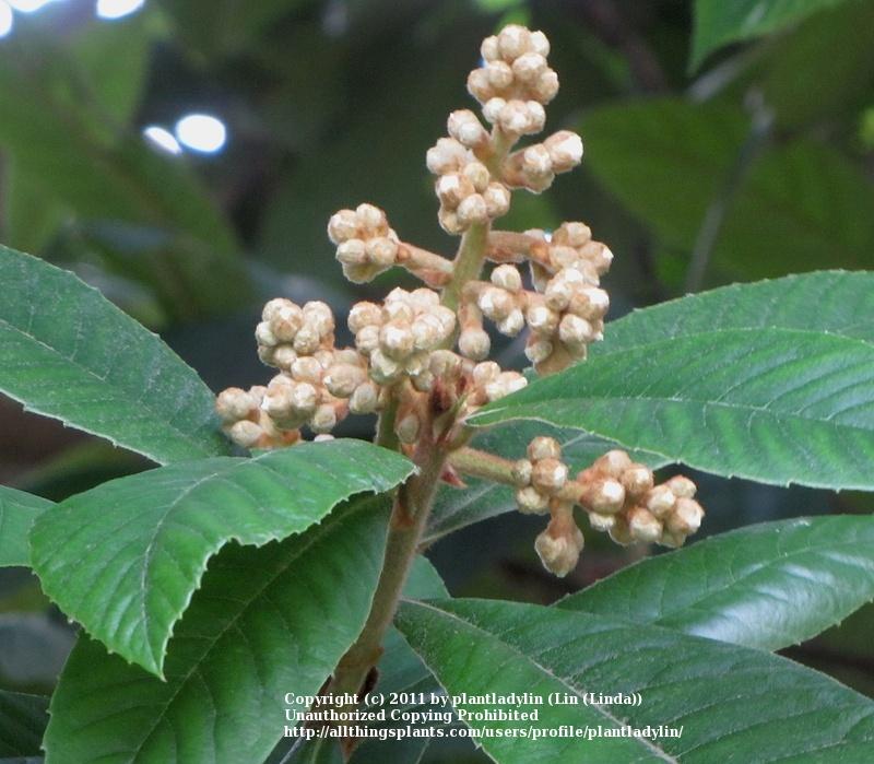 Photo of the closeup of buds, sepals and receptacles of Loquat ...