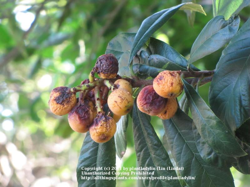 Photo of the fruit of Loquat (Rhaphiolepis bibas) posted by ...