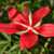 Hibiscus: Plant Care and Collection of Varieties - Garden.org