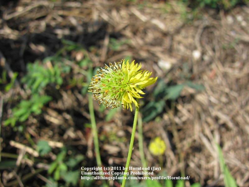 Tropical Puff (Neptunia pubescens var. pubescens) - Garden.org