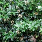 Sweet Viburnum (Viburnum odoratissimum) in the Viburnums Database ...