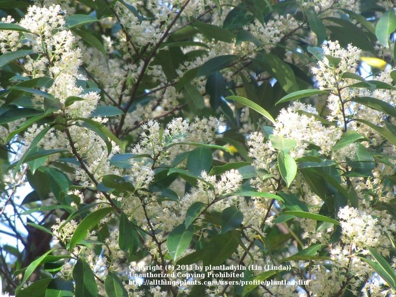 Photo of the bloom of Carolina Laurel Cherry (Prunus caroliniana ...