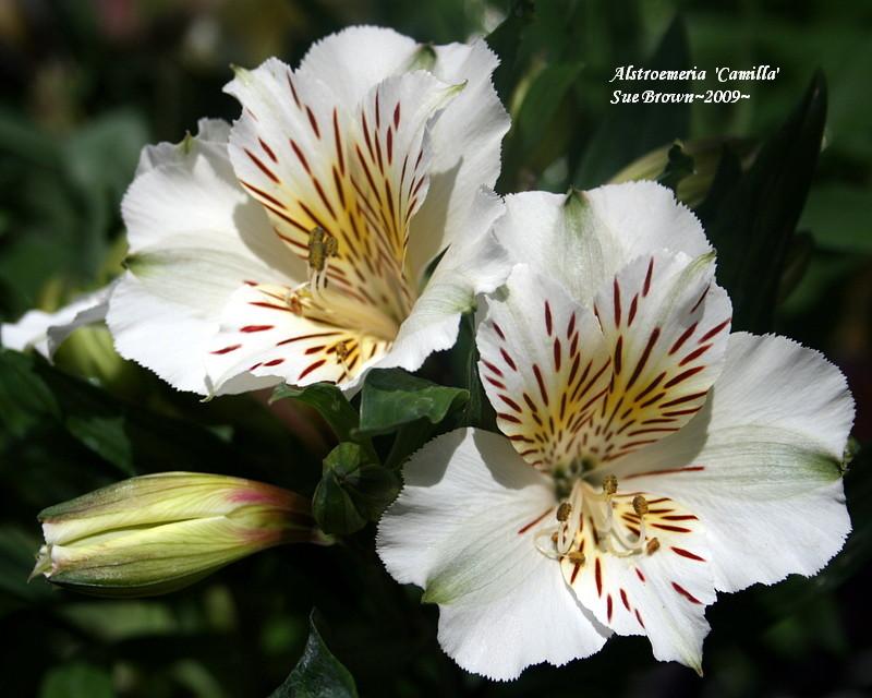 Photo of the bloom of Peruvian Lily (Alstroemeria Princess Lilies ...