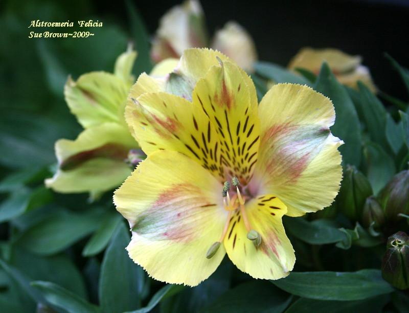 Photo of the bloom of Peruvian Lily (Alstroemeria Princess Lilies ...