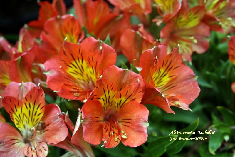 Photo of the bloom of Peruvian Lily (Alstroemeria Princess Lilies ...