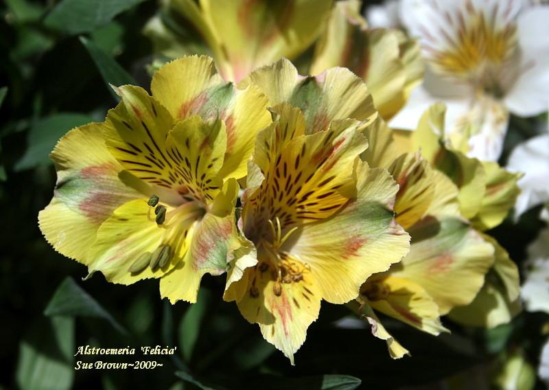 Photo of the bloom of Peruvian Lily (Alstroemeria Princess Lilies ...