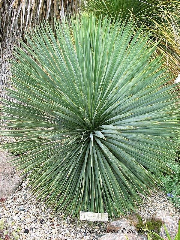 Photo of the entire plant of Beaked Yucca (Yucca rostrata) posted by ...