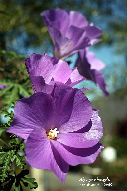 Blue Hibiscus (Hibiscus huegelii) in the Hibiscus Database - Garden.org