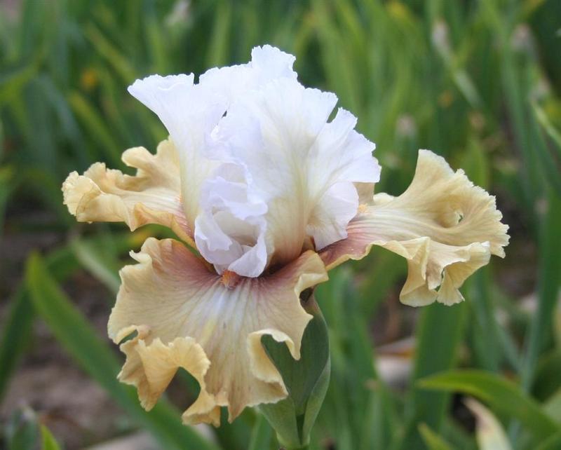 Photo of the bloom of Tall Bearded Iris (Iris 'Side Effects') posted by ...