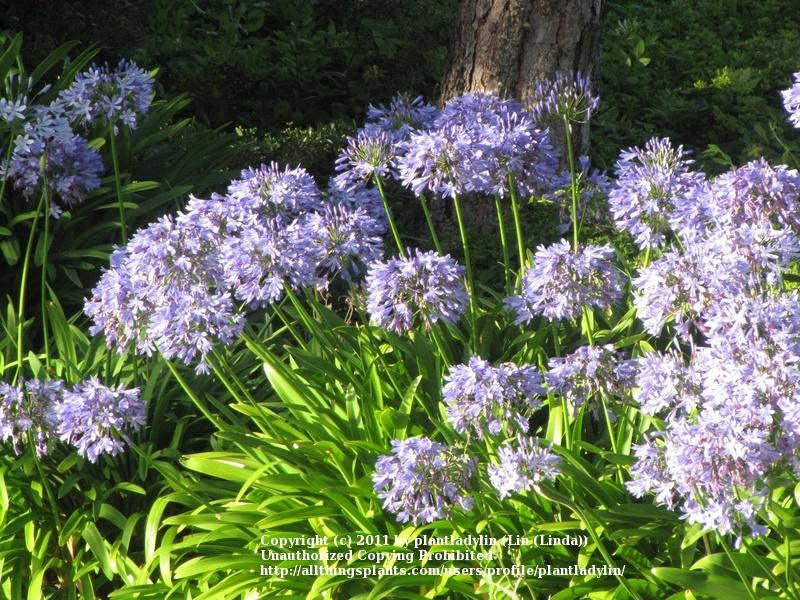 Agapanthus: Plant Care and Collection of Varieties - Garden.org