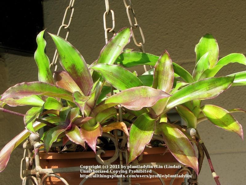 Photo of the entire plant of Basket Plant (Callisia fragrans) posted by ...