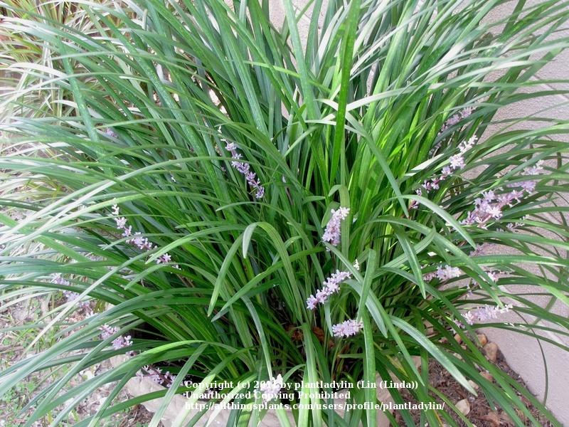 Liriopes: Plant Care and Collection of Varieties - Garden.org