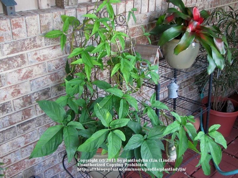 Syngoniums: Plant Care and Collection of Varieties - Garden.org