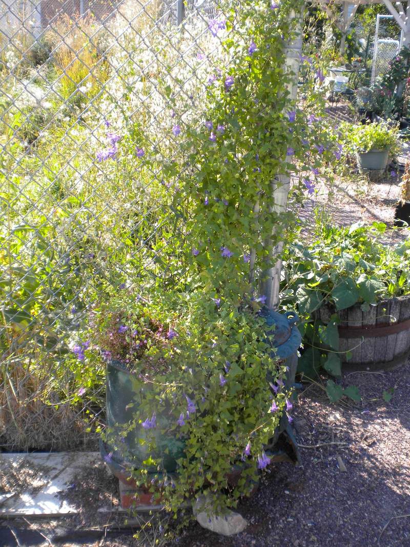 Photo of the entire plant of Climbing Snapdragon (Maurandya scandens ...