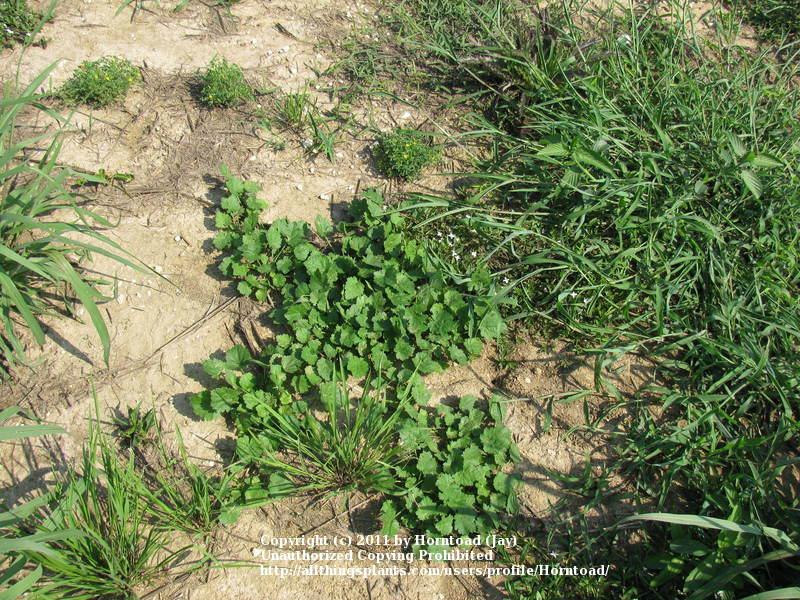 Photo of the entire plant of Creeping Mallow (Modiola caroliniana ...