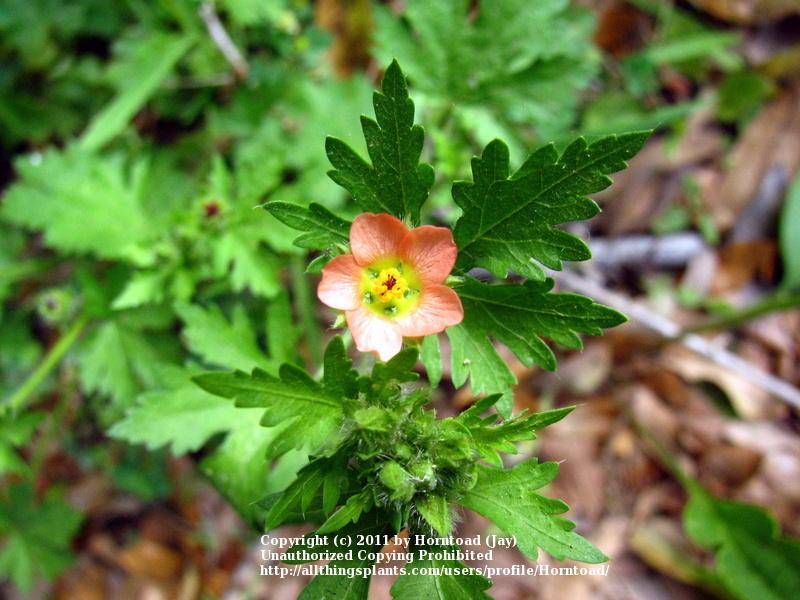 Photo of the bloom of Creeping Mallow (Modiola caroliniana) posted by ...