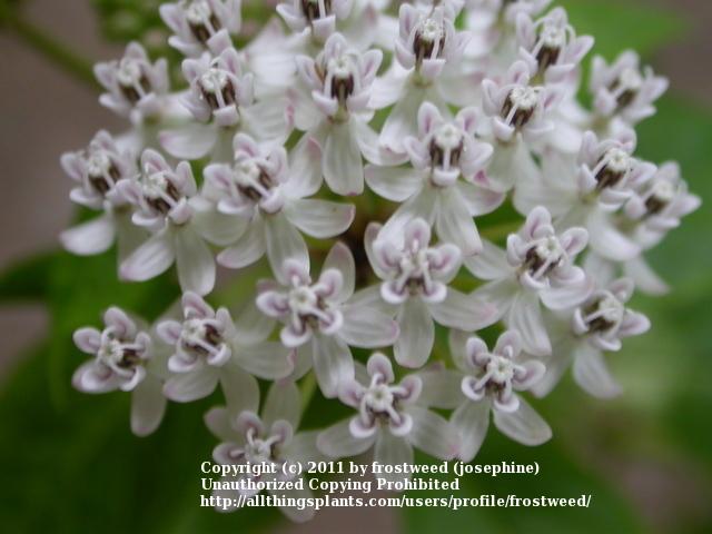 Photo of the bloom of Texas milkweed (Asclepias texana) posted by ...