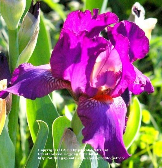 Intermediate Bearded Iris (Iris 'Fuchsia Delight') in the Irises ...