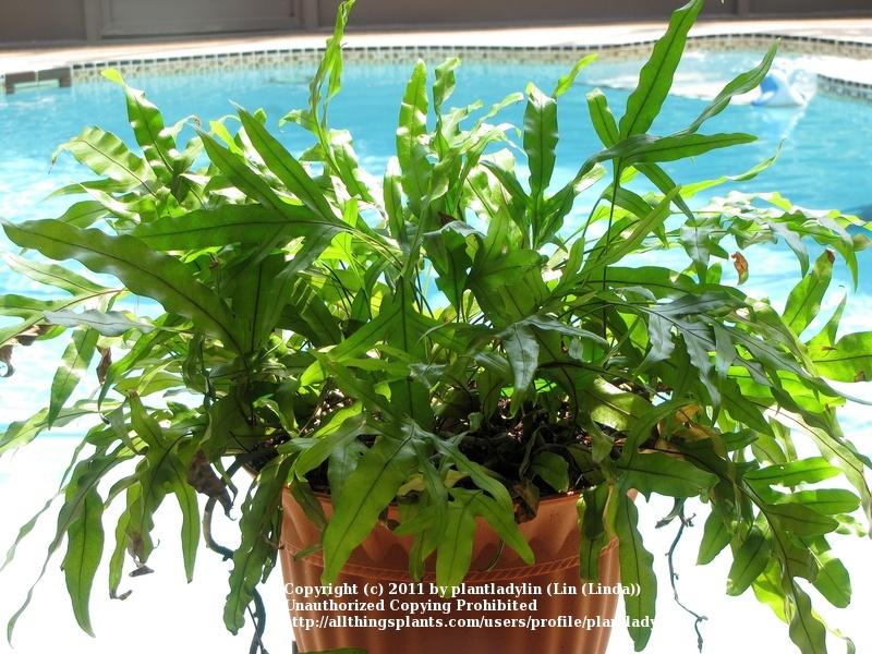 Photo of the entire plant of Kangaroo Paw Fern (Lecanopteris pustulata ...