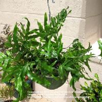 Photo of the entire plant of Kangaroo Paw Fern (Lecanopteris pustulata ...