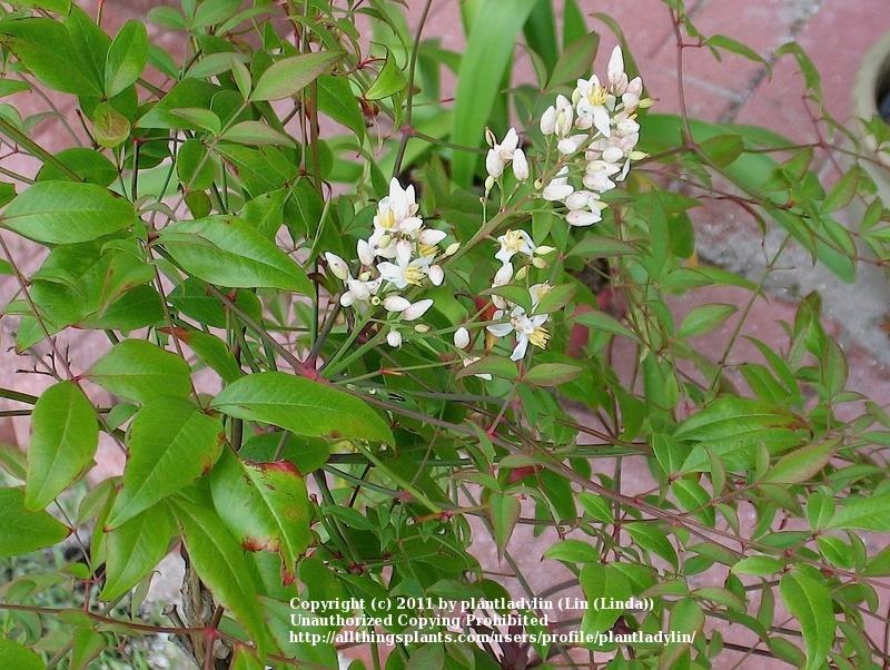 Heavenly Bamboos: Plant Care and Collection of Varieties - Garden.org