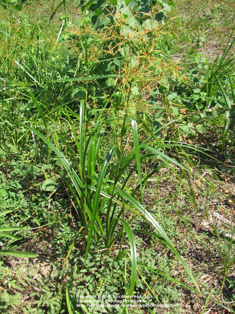 Horned Beakrush (Rhynchospora corniculata) - Garden.org