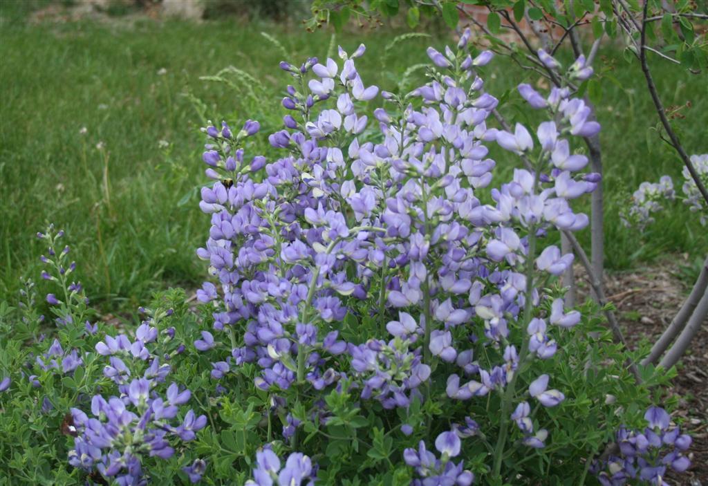 Photo of the bloom of Blue Wild Indigo (Baptisia australis var. minor ...