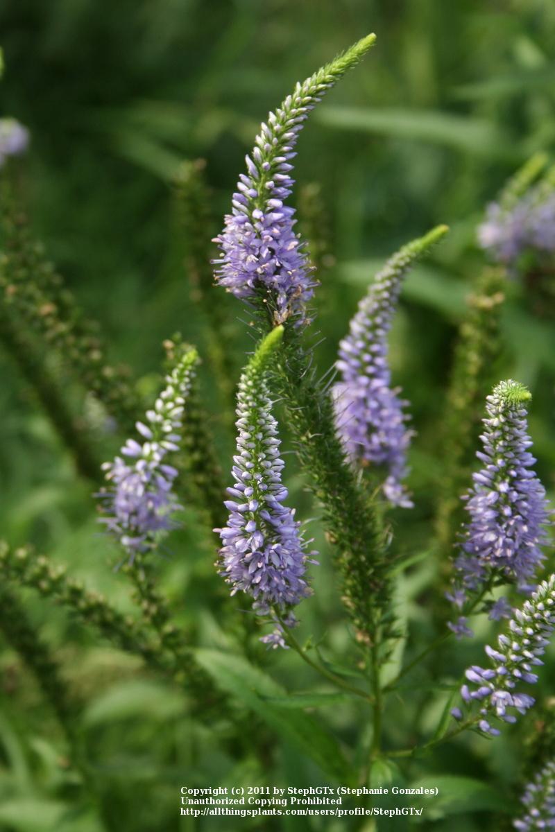 Speedwell (Veronica longifolia 'Pacific Ocean') in the Veronicas ...