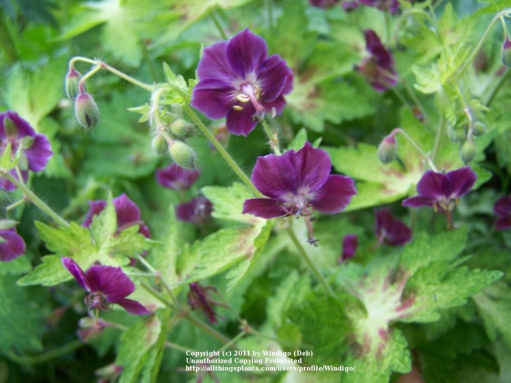 Photo of the bloom of Dusky Cranesbill (Geranium phaeum 'Springtime ...