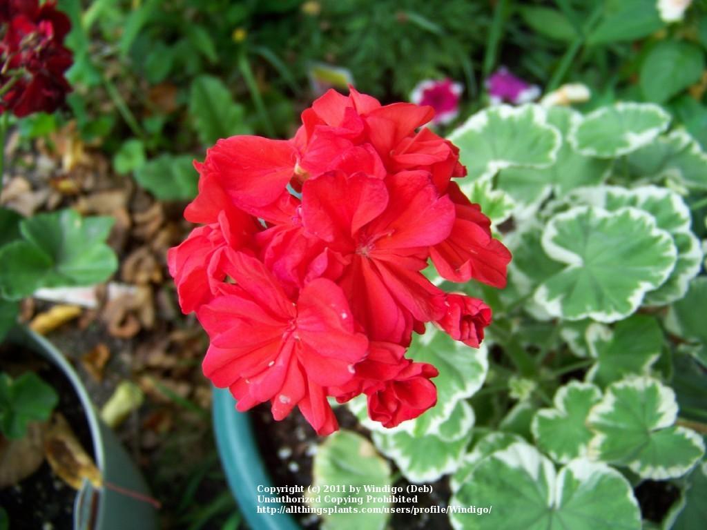 Fish Geranium (Pelargonium x hortorum 'Wilhelm Langguth') in the ...