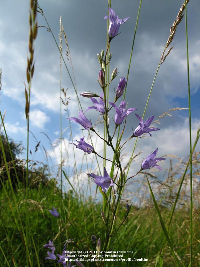 Photo of the bloom of Rampion (Campanula rapunculus) posted by bonitin ...