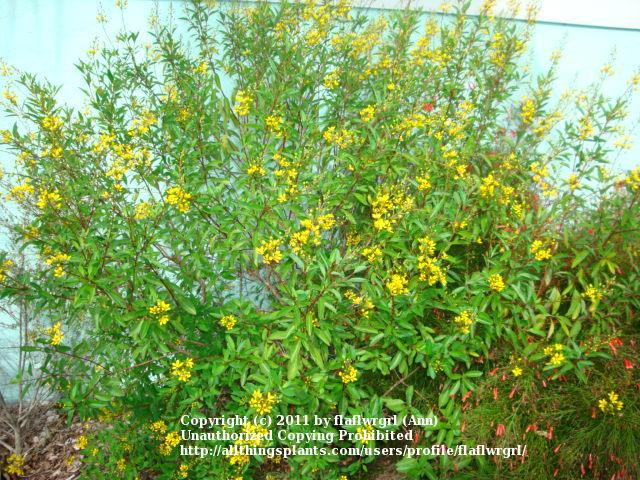 Photo of the entire plant of Golden Thryallis (Galphimia glauca) posted ...