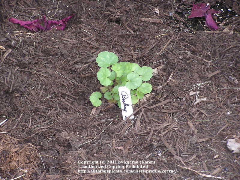 Photo of the entire plant of Coral Bells (Heuchera sanguinea 'Ruby ...