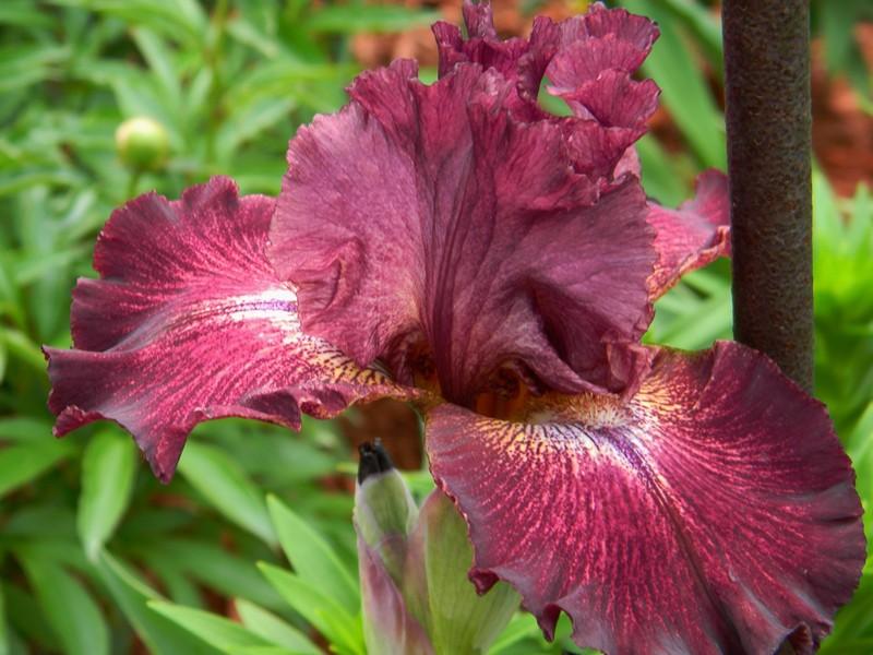 Photo of the bloom of Tall Bearded Iris (Iris 'Return to Sender ...