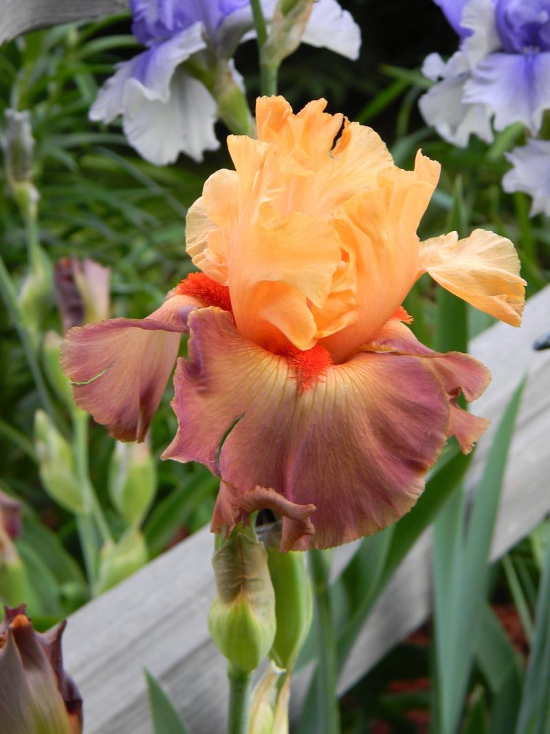 Photo of the bloom of Tall Bearded Iris (Iris 'Rio') posted by mattsmom ...