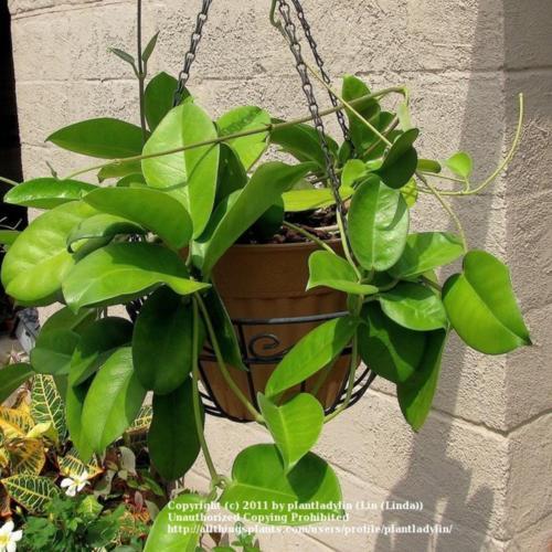 Wax Plant (Hoya magnifica) in the Hoyas Database - Garden.org
