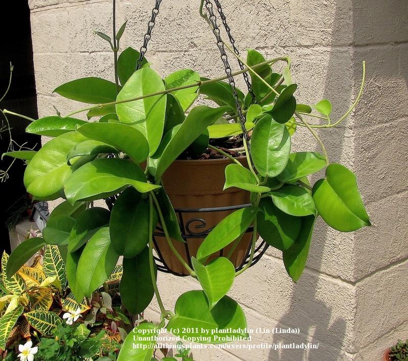 Wax Plant (Hoya magnifica) in the Hoyas Database - Garden.org