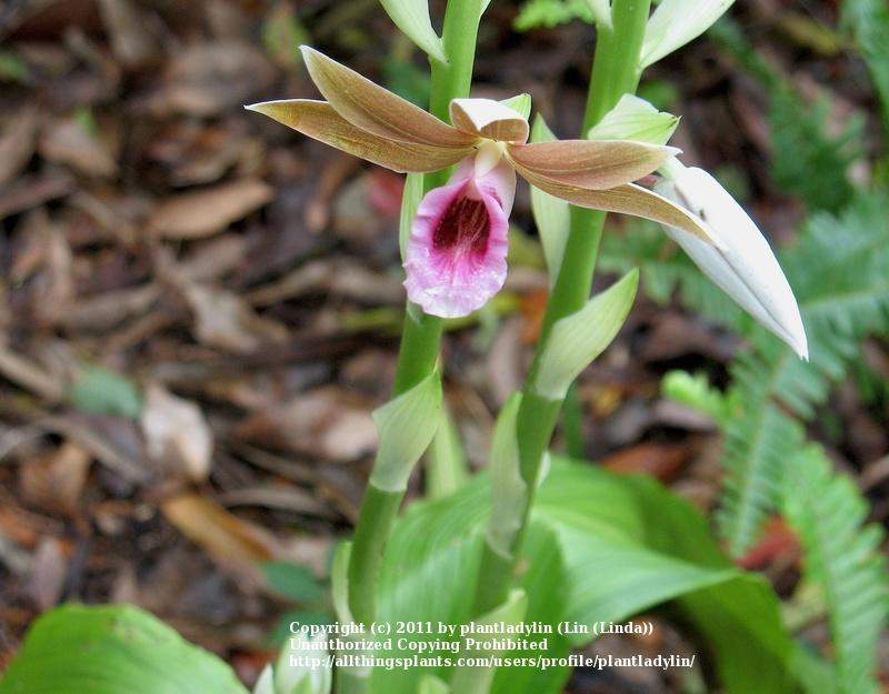 Photo of the bloom of Nun's Cap Orchid (Calanthe tankervilleae) posted ...