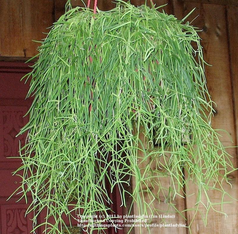Photo of the entire plant of Wax Plant (Hoya linearis) posted by ...