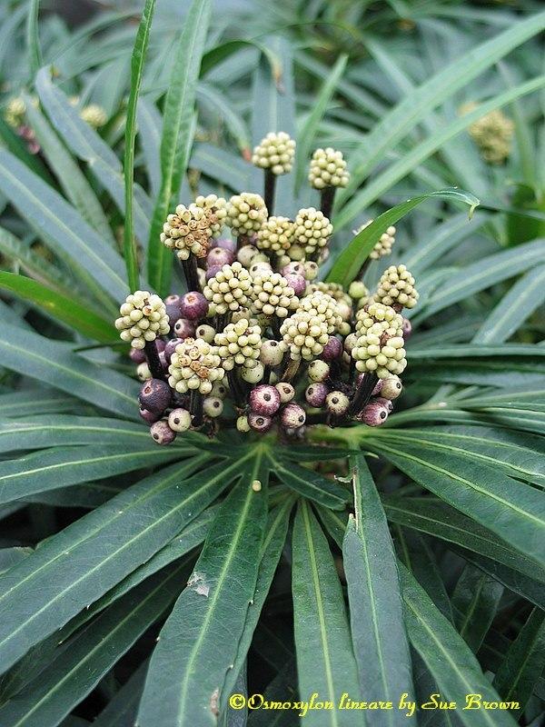 Photo of the bloom of Miagos Bush (Osmoxylon lineare) posted by Calif ...