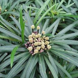 Miagos Bush (Osmoxylon lineare) - Garden.org