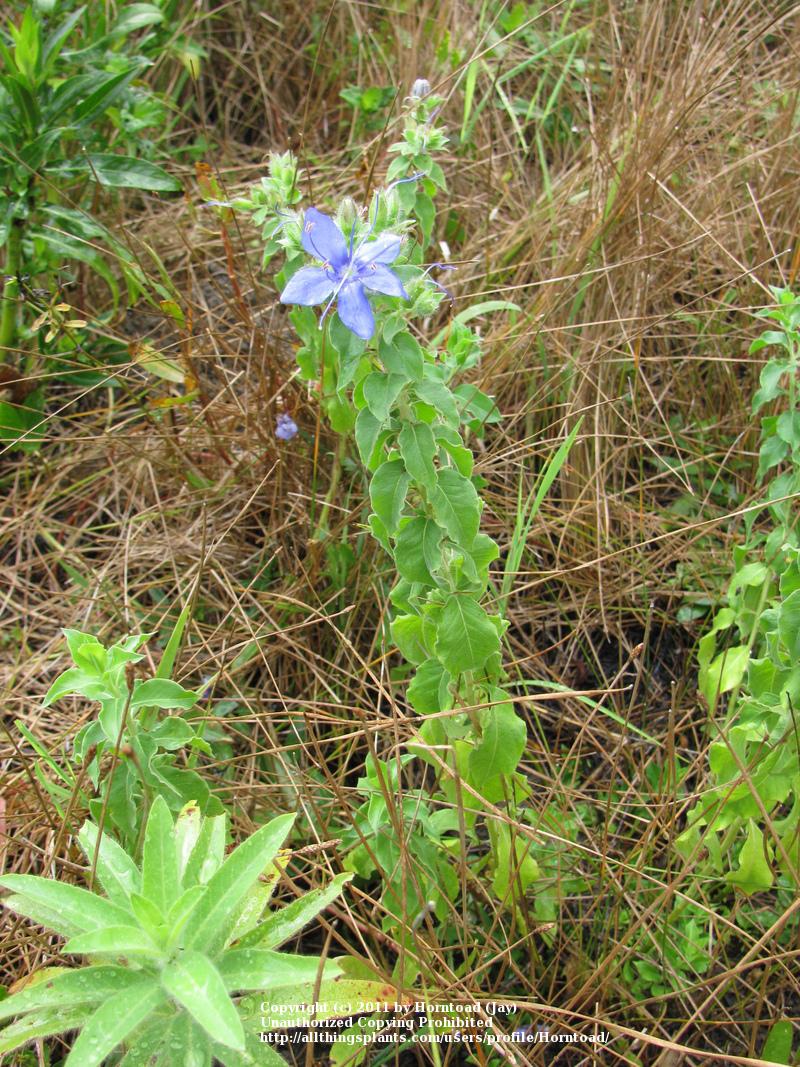 Photo of the entire plant of Blue Water Leaf (Hydrolea ovata) posted by ...