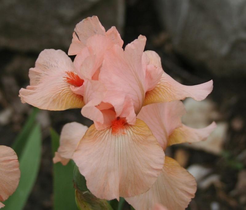 Photo of the bloom of Intermediate Bearded Iris (Iris 'Ask Alma ...