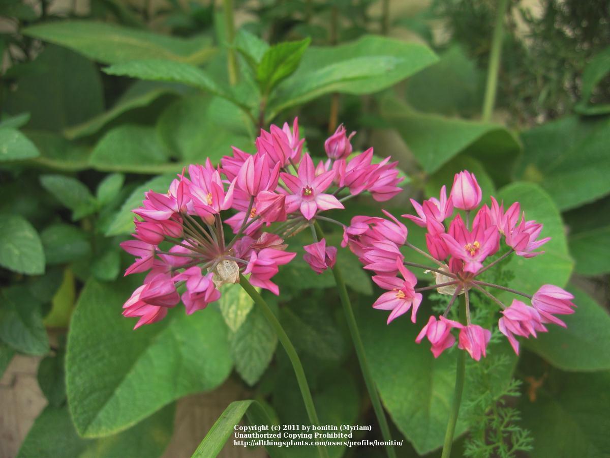 Photo of the bloom of Pink Lily Leek (Allium oreophilum) posted by ...