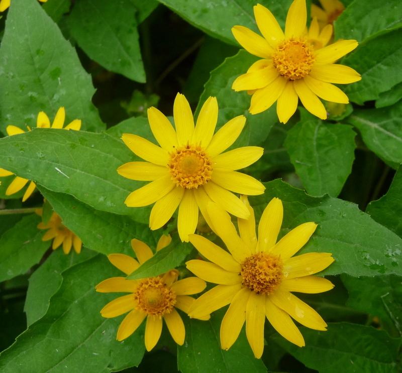 Photo of the bloom of Butter Daisy (Melampodium divaricatum) posted by ...