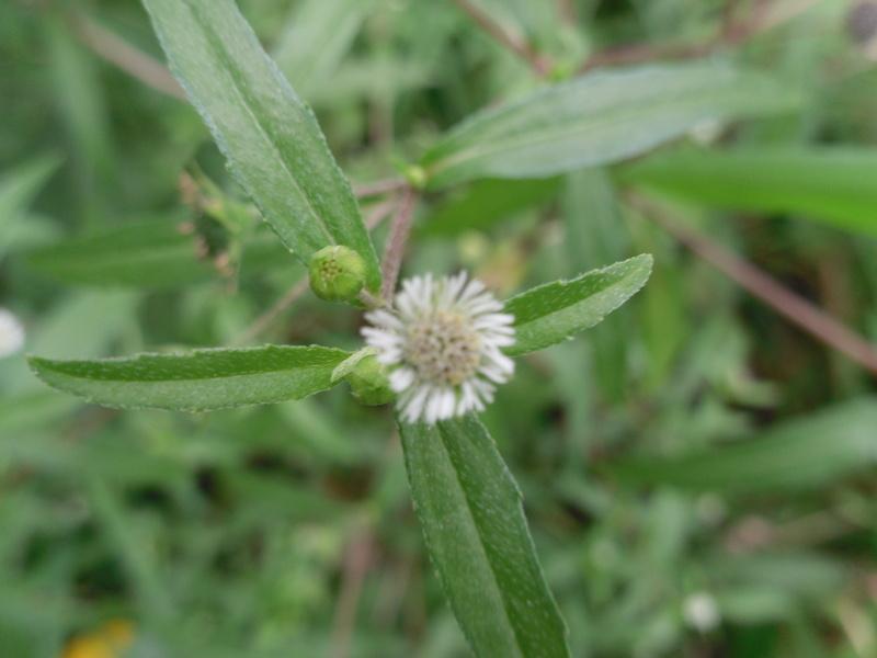 Photo of the bloom of False Daisy (Eclipta prostrata) posted by ...